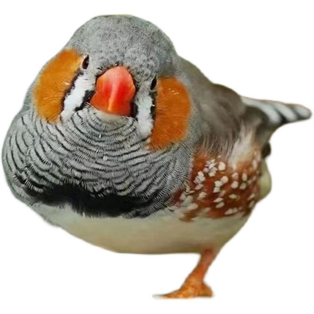 A pair of gray pearl birds, white birds, gray birds, brocade bird cages ...