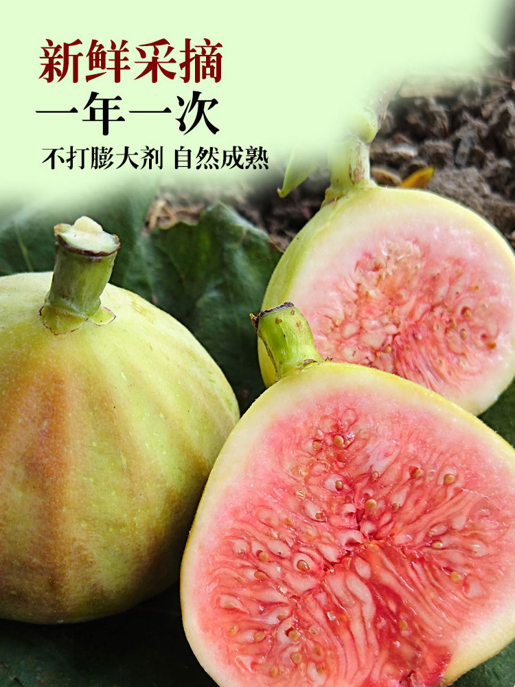 Figos Secos de Xinjiang - Figos Premium Atush - 500g - Seven Fruits