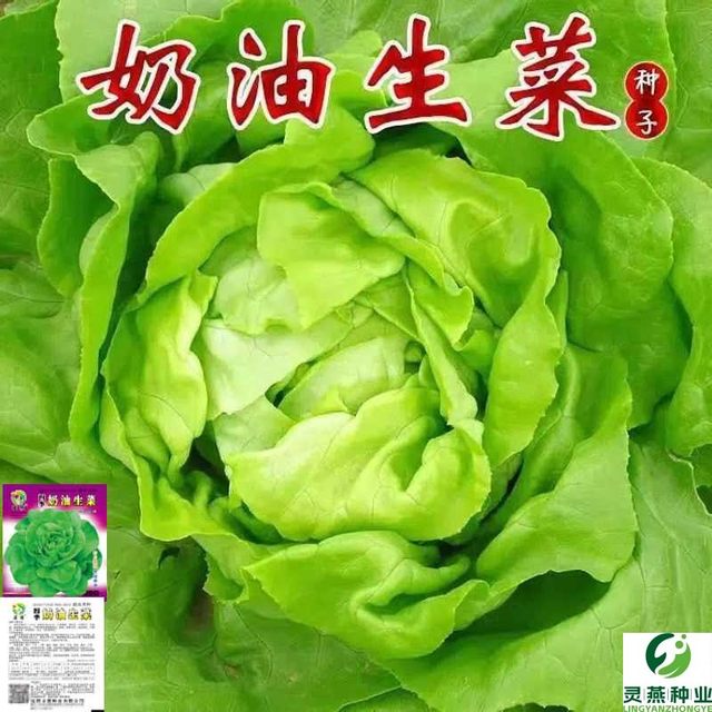 Four seasons cream lettuce seeds can eat balcony potted heat -resistant ...