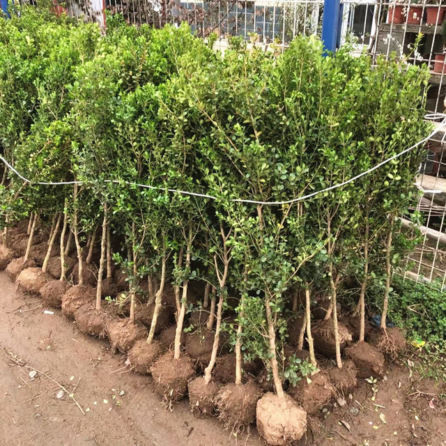 Single-pole boxwood saplings, melon seed boxwoods, courtyard cold ...