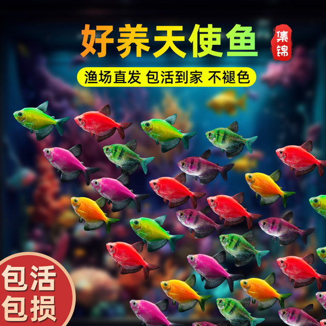 Angel fish ornamental fish tropical fish swimming fish lazy small ...