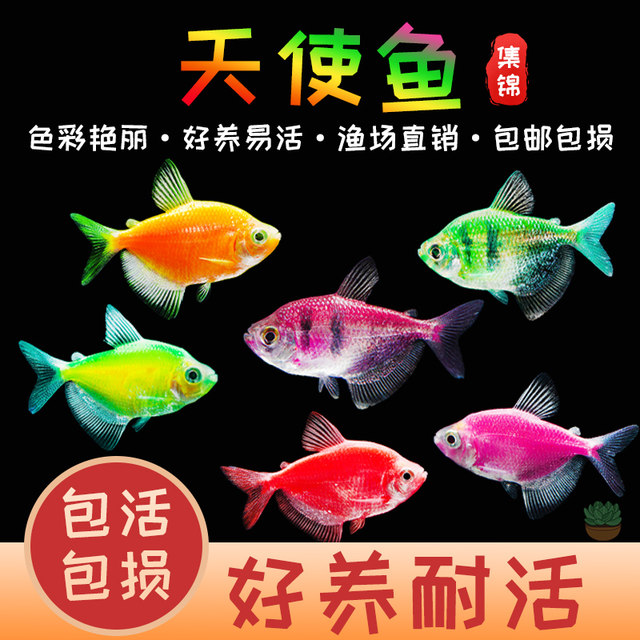 Angel fish ornamental fish tropical fish swimming fish lazy small ...