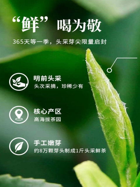 2025 New Tea Before Ming Dynasty Special Lushan Yunwu Tea Spring Tea ...