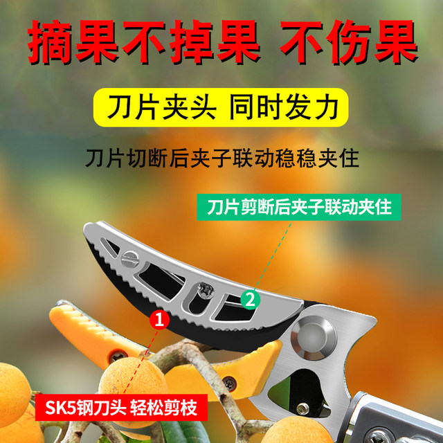 High-branch shears, fruit-picking scissors, fruit tree pruning ...