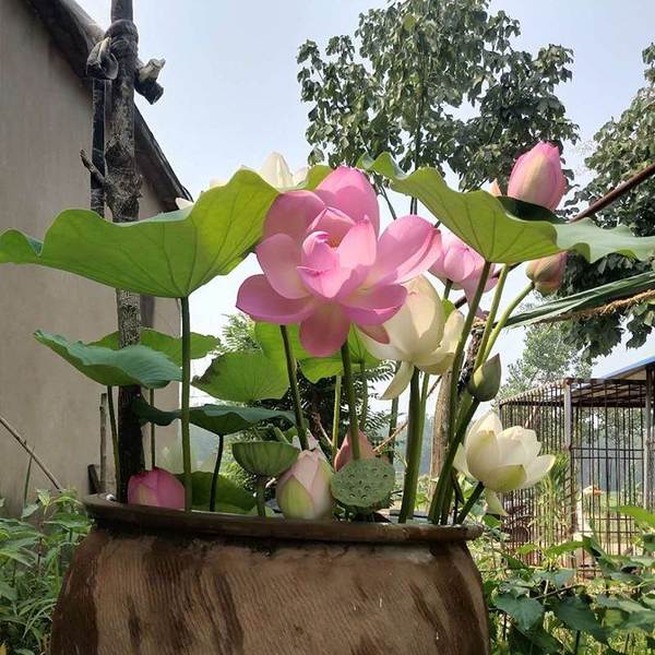 Large Ornamental Lotus Seedlings | Hydroponic Bowl Lotus Rhizome For ...