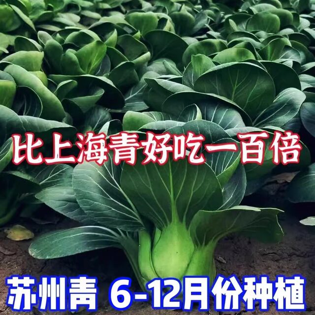 Suzhou green seed rapeseed seeds black beauty green stalks vegetable ...