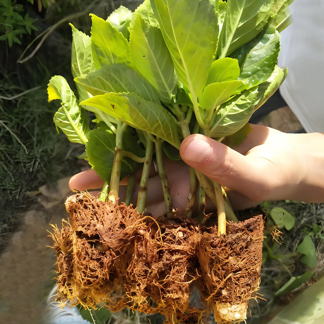 Kunming straight-haired hydrangea seedlings 10 small seedlings blooming ...
