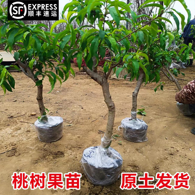 Big peach tree fruit seedlings, yellow peach, peach winter peach, peach ...