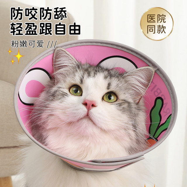 Elizabeth ring cat neutering collar anti-lick fleas British short cat ...