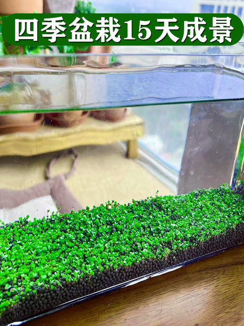 Aquatic seeds ecological glass bottle real plant seeds potted ...