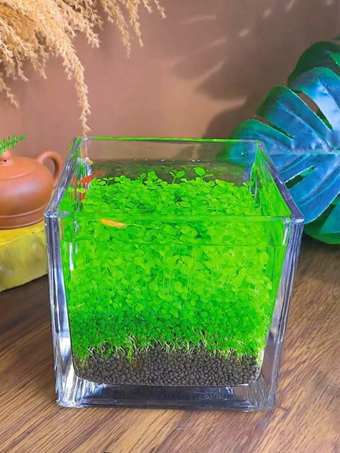 Ancient turtle tank ultra-white glass villa ecological integrated ...