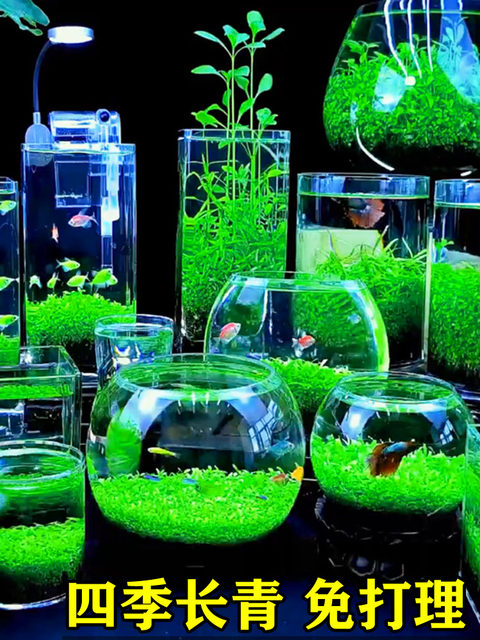 Aquatic seeds ecological glass bottle real plant seeds potted ...