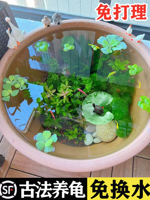 Ancient turtle tank ultra-white glass villa ecological integrated ...