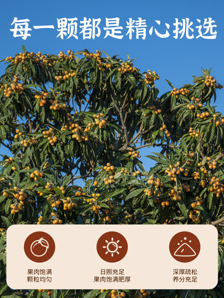 Yunxiao Dried Loquat - 500g - Authentic Sichuan Loquat - Shengqiaohang