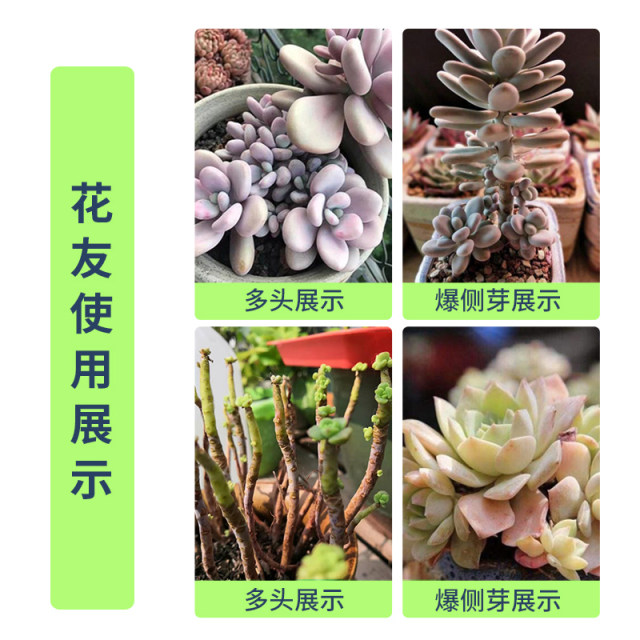 Eight old men's budsu succulent special germination side bud blasting ...