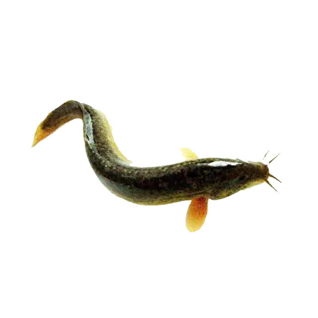 Loach seedlings live feeding pet fishing arowana live bait turtle feed ...