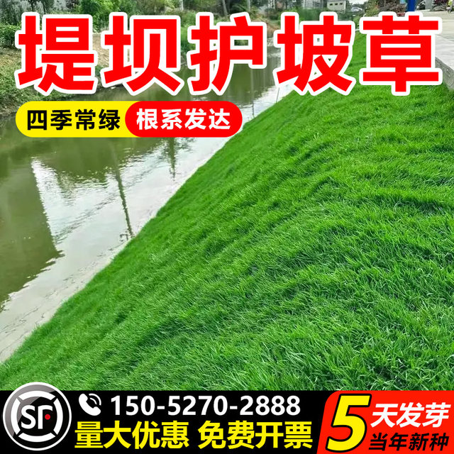 Evergreen Slope Protection Grass Seeds for All Seasons, Soil ...