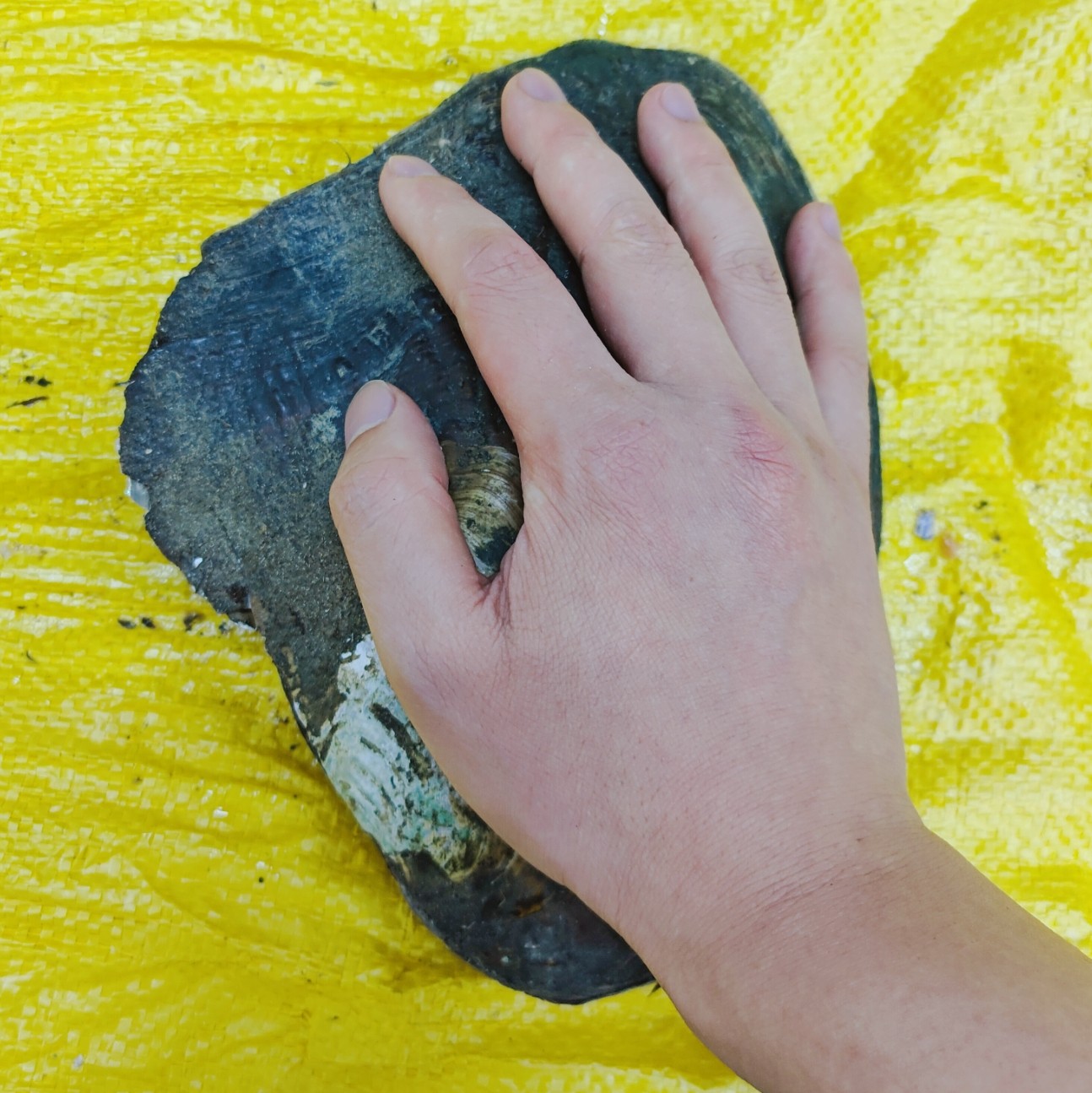 6-Year-Old Large Single-Pearl Mussel Freshwater Pearl Shell