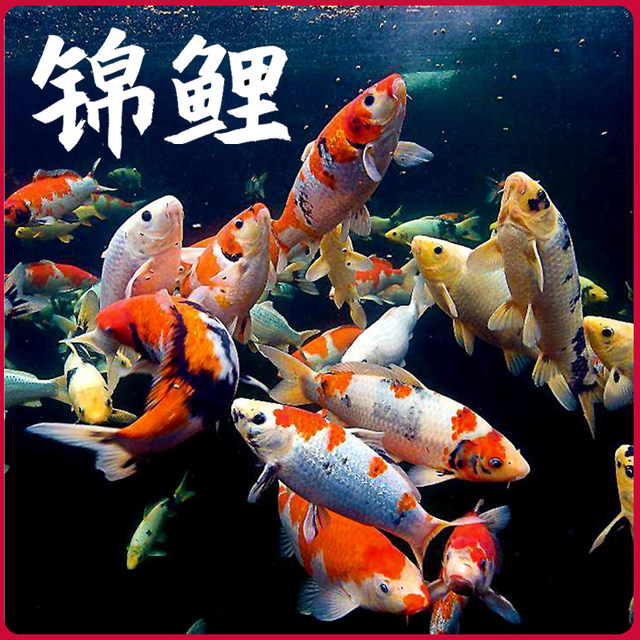 Koi live fish, purebred grass goldfish, ornamental fish, large red and ...