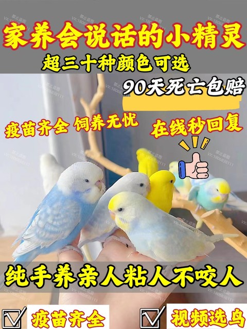 Parrot, Live Bird, Can Talk, Large-Headed Tiger Skin Parrot, Hand ...