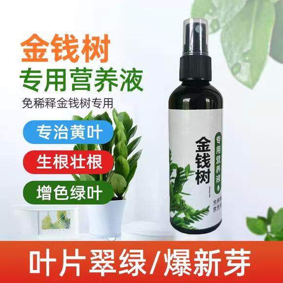 Money tree nutrient solution to prevent yellow leaves and fallen leaves ...