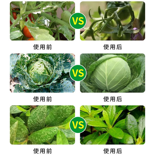 Imidacloprid insecticide, aphid, thrips, small black fly, fleshy white ...