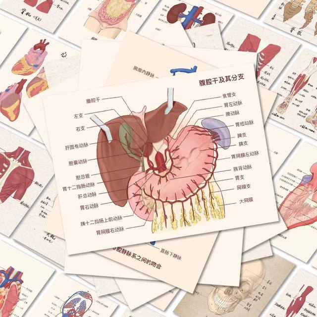 50 human body structure tissue organ stickers for medical students ...