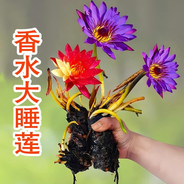 Perfume big sleeping lily Four seasons flowers and hydroponic plants ...