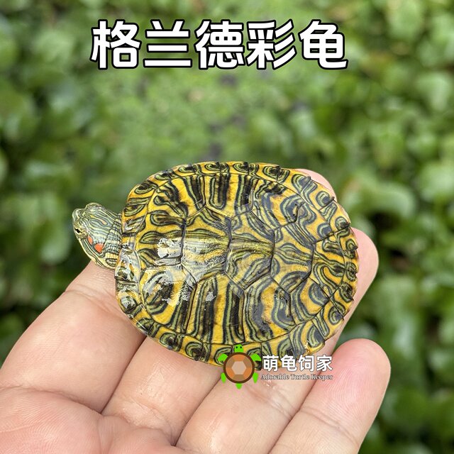 Cute turtle breeder purebred Grande turtle Brazilian face wide stripe ...