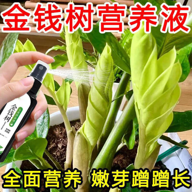Money tree nutrient solution special fertilizer flower fertilizer ...