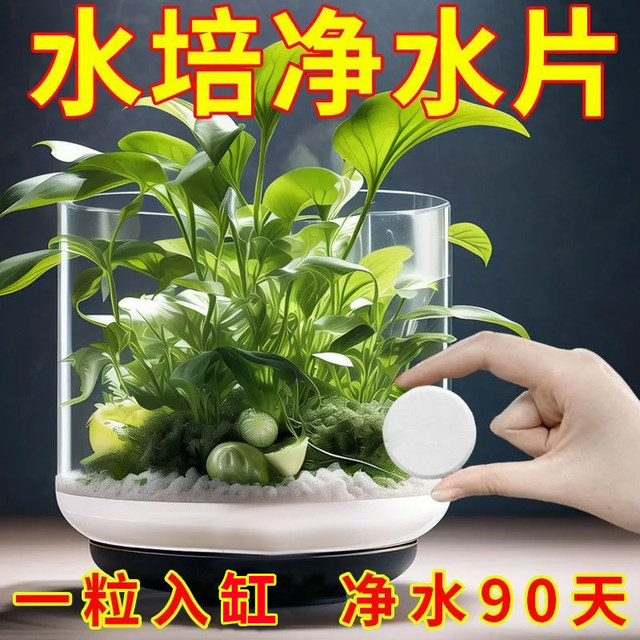 Lotus lotus water purification tablets for germination, water lily ...