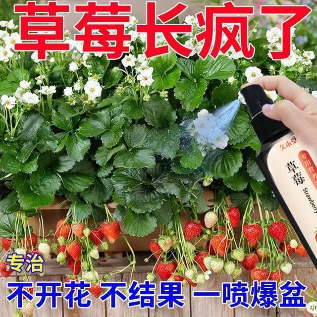 Strawberry fertilizer fertilizer nutrient solution Furnishing potted ...
