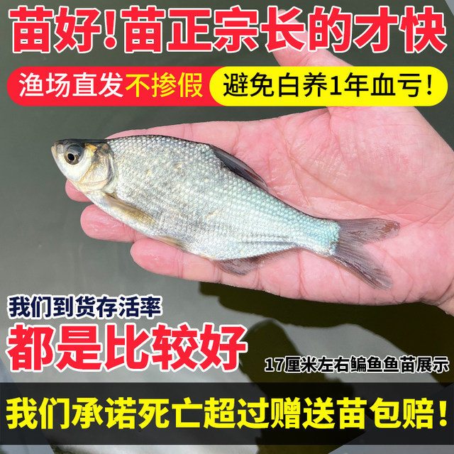 Bream fry Wuchang fry freshwater culture edible willow leaf flat fry ...
