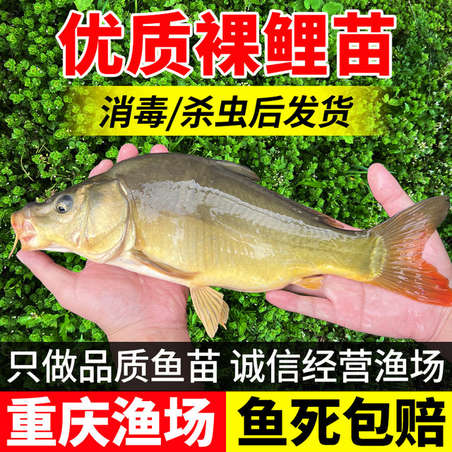 Naked carp fry with three scales, no armor and no scales, cultured ...