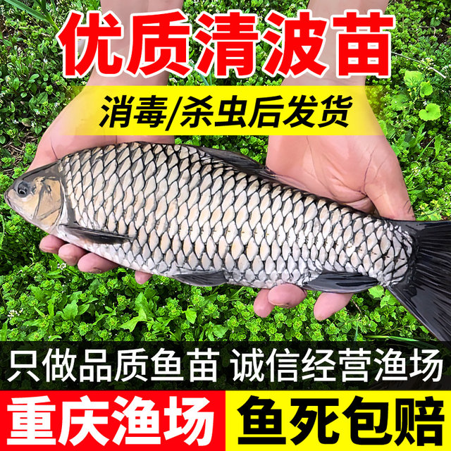 Qingbo fish fry Chinese piercing 鳞 鱼 fish freshwater breeding special ...