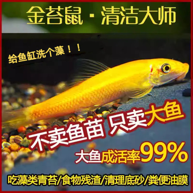 Golden Moss Rats, Mog Rat Tropical Fish Golden Red Eye Queen Queen Qing ...