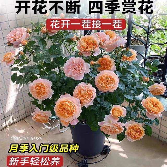 Rose saplings, old piles, rose saplings, old roots, extra large flower ...