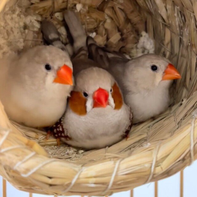 Camel pearl bird ornamental bird ten sisters nanny Bird Bird Bird Gray ...