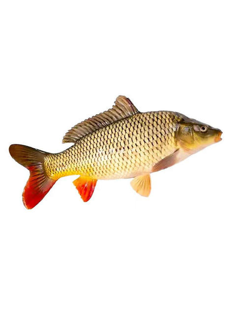 Fresh live carp edible ornamental freshwater fish feed carp red tailed ...