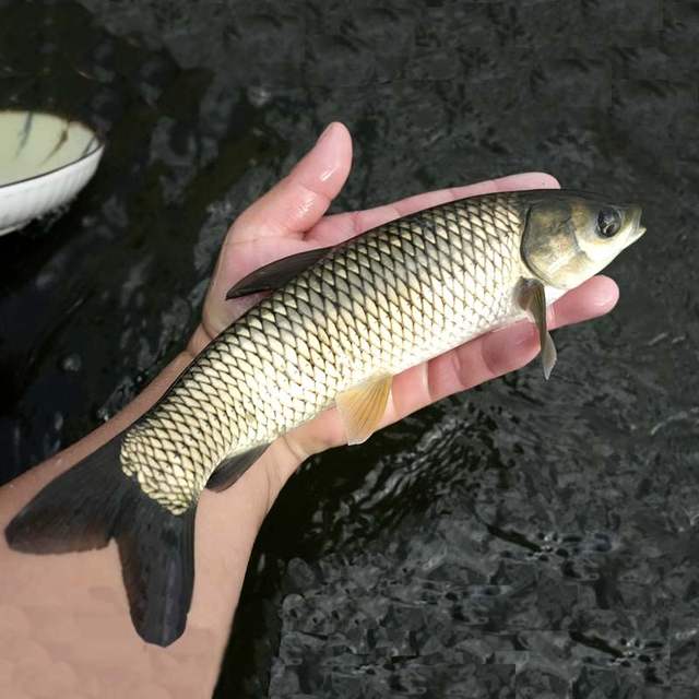 Grass carp live fry freshwater culture edible live feed fish Wan carp ...