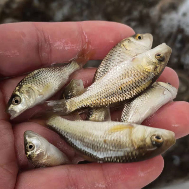 Carp seedlings Freshwater fish pond breeding extra -large rice flowers ...