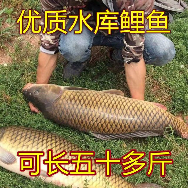 Carp fry, rice field carp, reservoir carp, red tail carp, freshwater ...