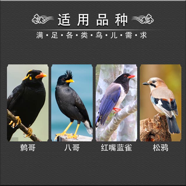 Chaoge Bird 哥 Brother Aki Bird Food Feed Brother Special Birds Black ...