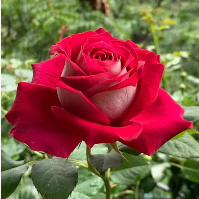 Monica Bellucci rose flower seedlings blooming rose seedlings four ...