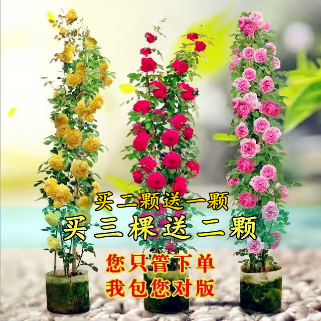 Vines rose seedlings bloom all seasons Rose seedlings with strong ...