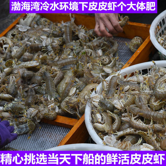 Pippi Shrimp Fresh Shrimp Pipa Shrimp Climbing Zi Qinhuangdao Seafood ...