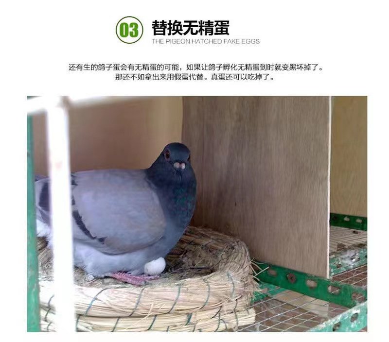 Taubeneier - 5 solide gefälschte taubeneier | Taubenfeste gefälschte eier