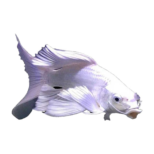 Royal concubine butterfly carp live fish fresh water cold water fish ...