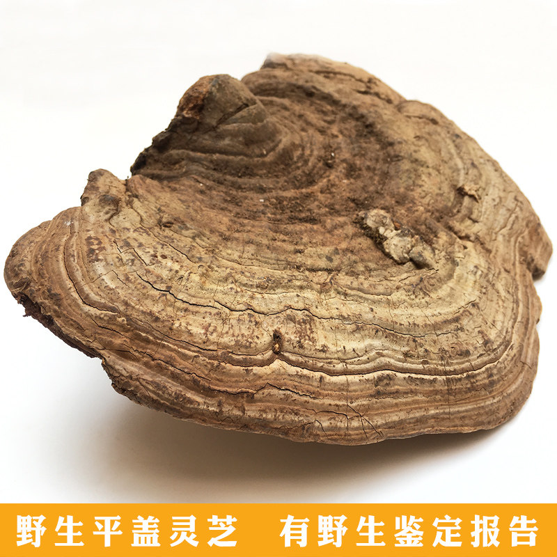 Extra Large Wild Ganoderma Lucidum Soap Fungus Ear Qingzhi Bubble Tea ...