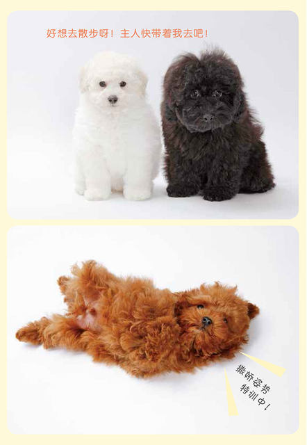 Founder Poodle and Dogs Life with Dog of Dog Feding Tips Manual Manual ...